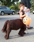 Homemade Centaur Costume | Creative DIY Costumes - Photo 3/4