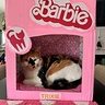 Barbie Cat Costume