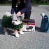 Chia Pet Costume Idea for Dogs | DIY Tutorial - Photo 4/4