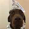 Chocolate Lab as a Chocolate Kiss Costume