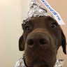 Chocolate Lab as a Chocolate Kiss Costume