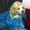Frozen Elsa Dog Costume | Easy DIY Costumes
