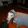 Greyhound Bus Driver Costume for Dogs - Photo 2/3