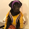 LA Lakers Basketball Player Dog's Costume