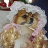 Little Miss Muffet Dog Costume | Mind Blowing DIY Costumes