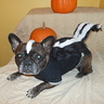 Little Stinker Dog Costume | DIY Costumes Under $65