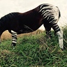 Okapi Horse Costume | DIY Costumes Under $35