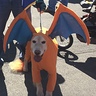 Pokemon Charizard Dog Costume