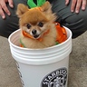 Pumpkin Spiced Latte Dog's Costume | Creative DIY Costumes