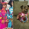 Sgt. Pepper's Lonely Hearts Ringo Dog Costume