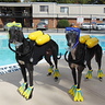 Scuba Dogs Costume | DIY Tutorial