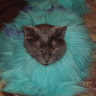 Sully from Monsters Inc Cat Costume | How-to Guide