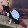 Watch Dog Costume | DIY Costumes Under $35