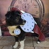Watch Dog Costume | DIY Costumes Under $35 - Photo 2/5