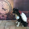 Watch Dog Costume | DIY Costumes Under $35 - Photo 3/5
