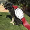 Watch Dog Costume | DIY Costumes Under $35 - Photo 2/5