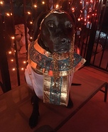 Homemade Costumes for Pets - Costume Works (page 19/70)