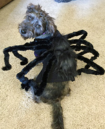 Homemade Costumes for Pets - Costume Works (page 22/70)