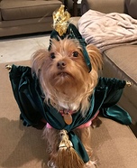 Homemade Costumes for Pets - Costume Works